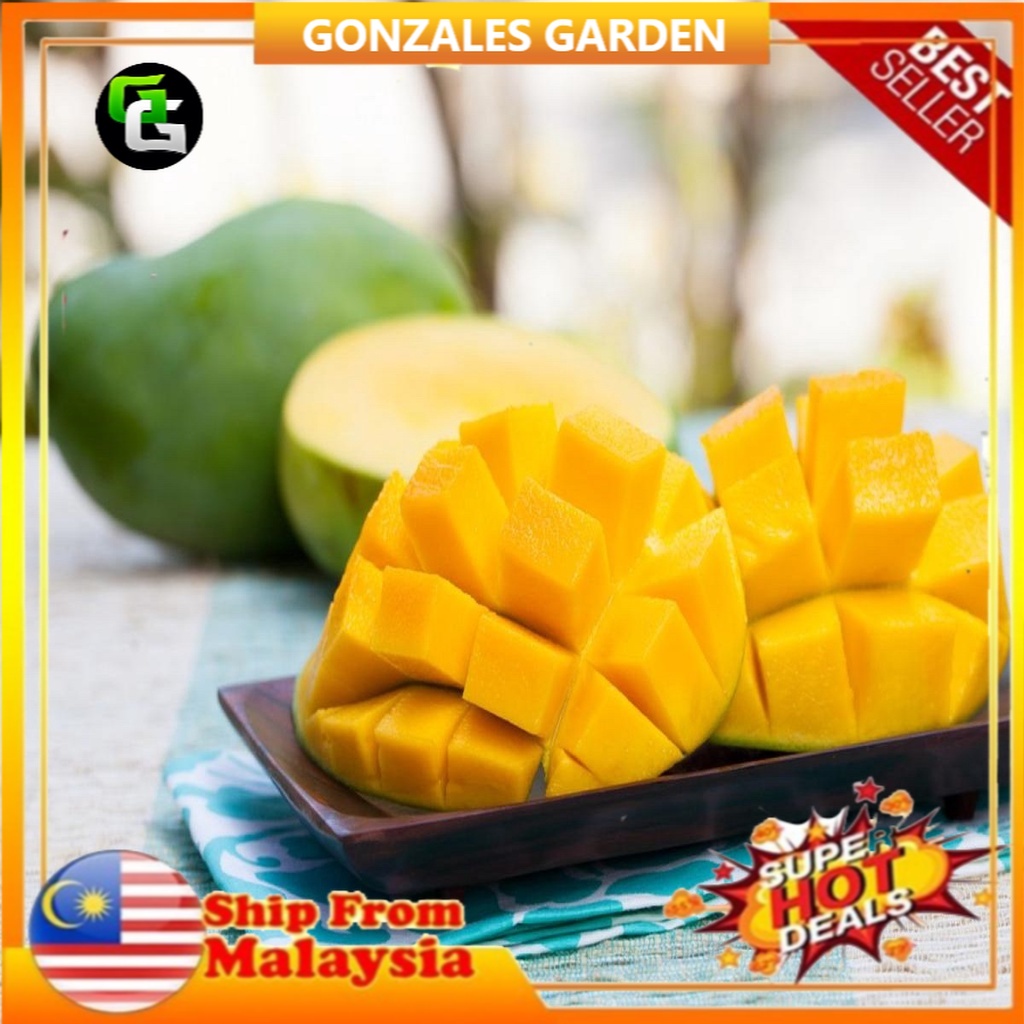 Pokok Mangga Mempelam Pauh Pelam Haru Manis Harumanis Lebat Berbuah ...