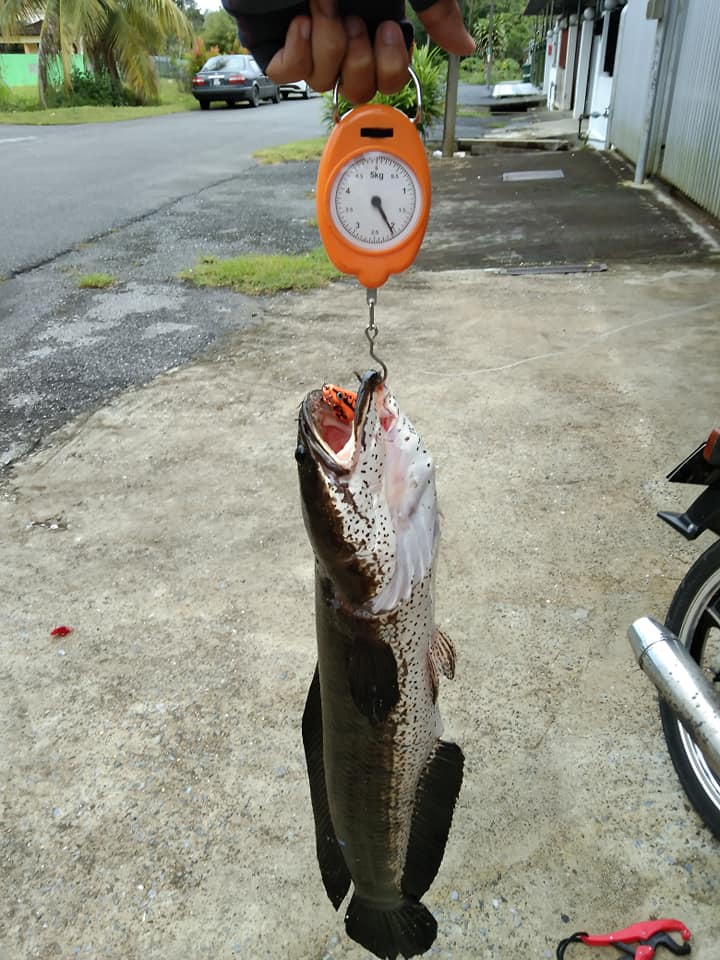 EXP DODO FROG Soft Rubber Frog Expert For Snakehead Hunter Haruan/Toman ...