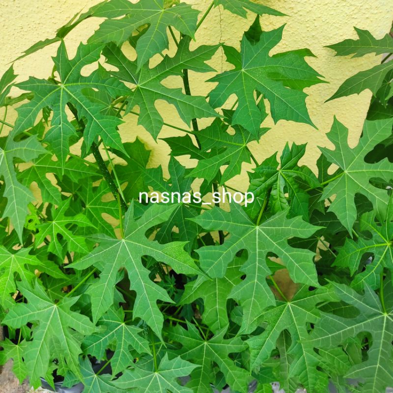 Anak Pokok Chaya Ajinomoto dalam Polybag Ulam Cahaya Chaya Maya Spinach ...