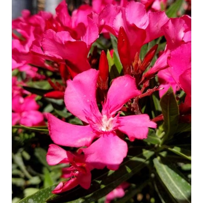 1 pokok Dark Pink Oleander dah Berbunga | Shopee Malaysia