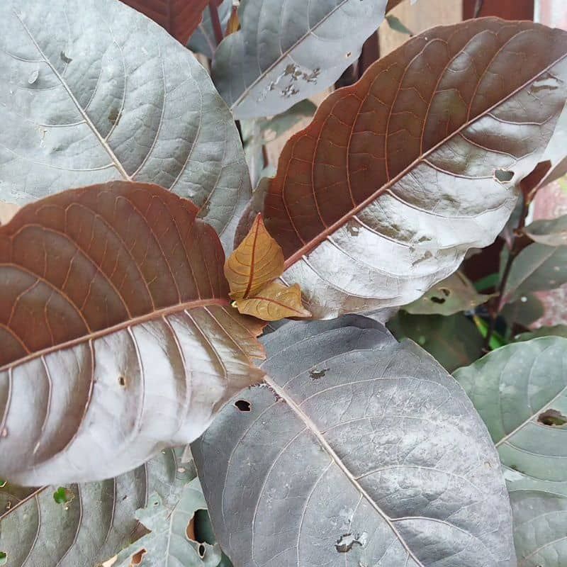 Pokok puding belacan @ puding hitam (graptophyllum pictum 'black beauty ...