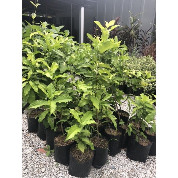 Pokok Bunga Sandpaper Vine (Pokok Tinggi 3 kaki) | Shopee Malaysia
