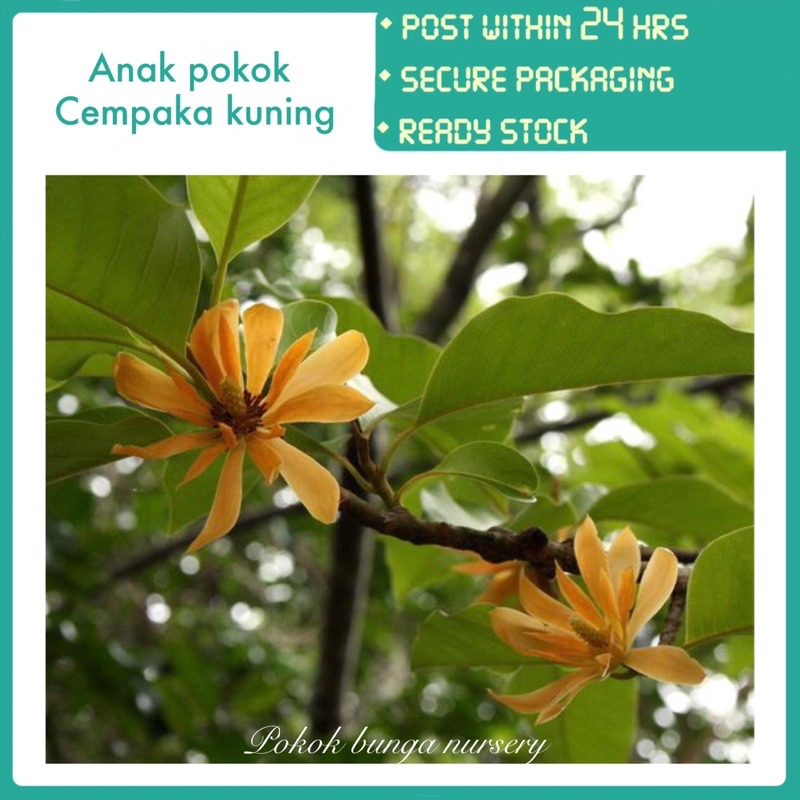 PBN - anak pokok cempaka kuning - flower wangi fragrant champak ...