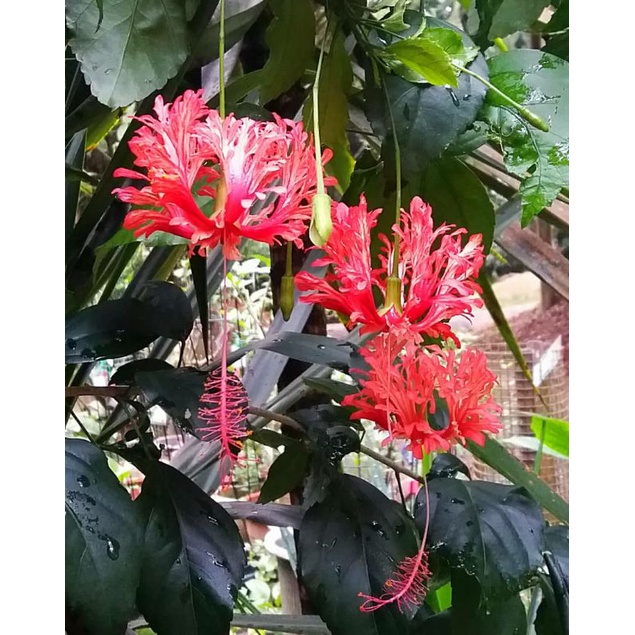 Hibiscus schizopetalus/bunga raya tanglung/bunga raya/hibiscus fresh ...