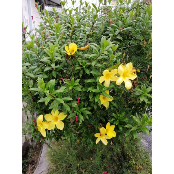 Allamanda Cathartica Plant / Bunga Loceng Kuning (荣华花) | Shopee Malaysia