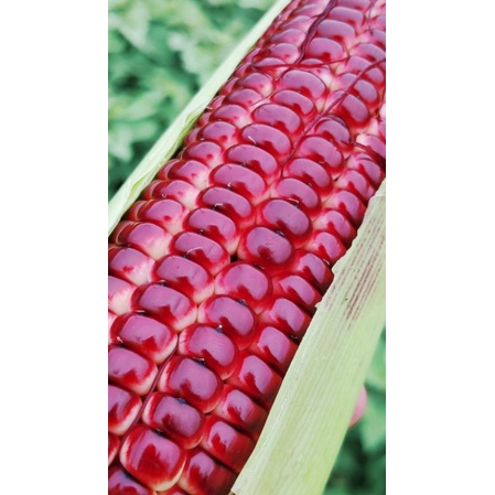 Sweet Red Corn | Organic Jagung Merah Grade A (250g - 300g) | Shopee ...