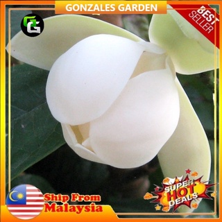 Anak Pokok Bunga Cempaka Telur Bunga Wangi | Shopee Malaysia
