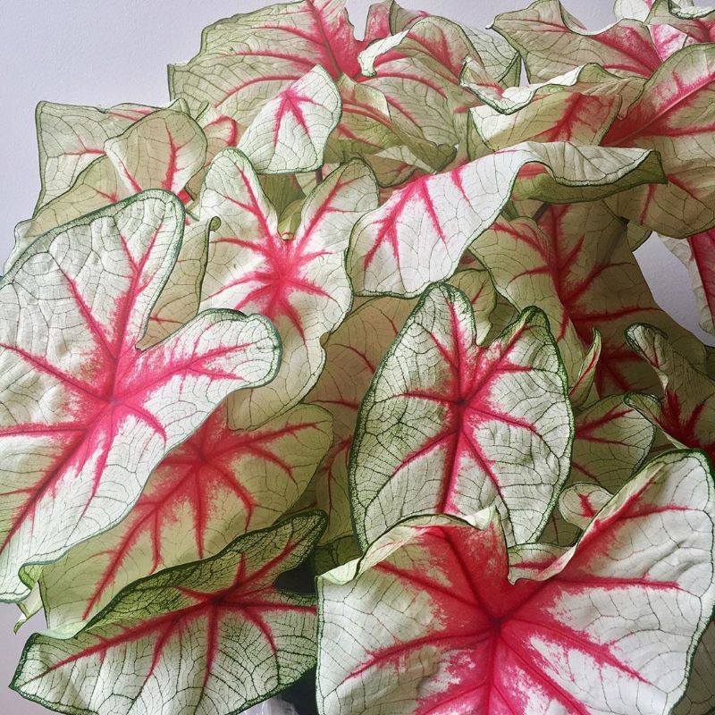 CALADIUM USA (WHITE QUEEN) | Shopee Malaysia