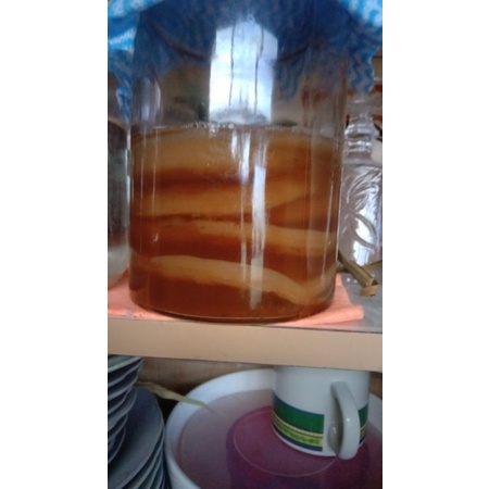 Candawan Mekah Dan benih air biak/Scoby Kombucha Dan panduan menbiak ...