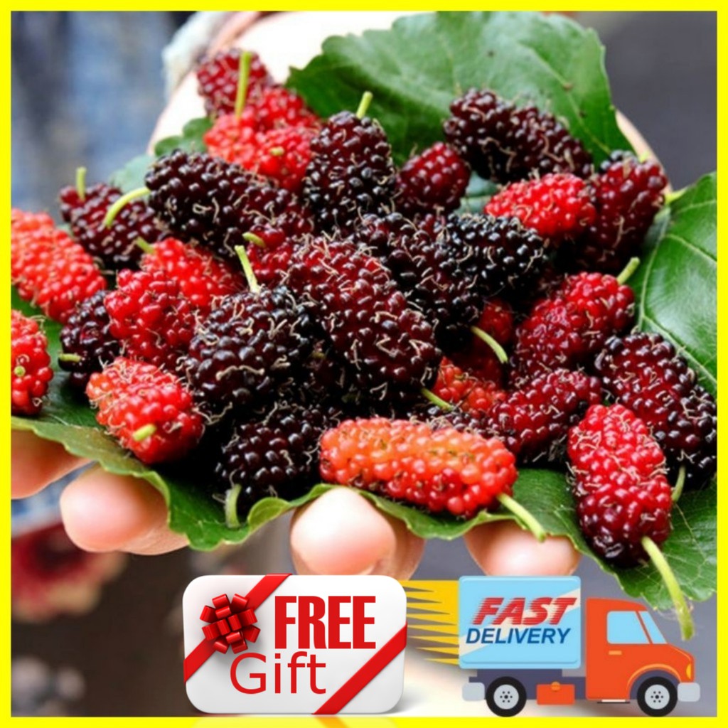 3PCS🔥Senang Tumbuh🔥16CM++ Giant Keratan Pokok Mulberry /Murbei/ Mulbery ...