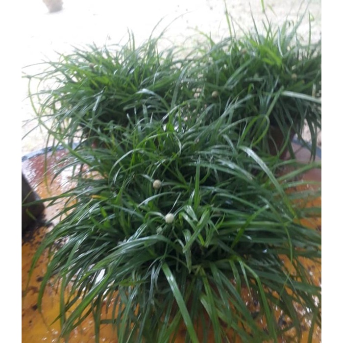 RUMPUT KUCING HELIKOPTER/PENDUL/MATA LALAT DALAM PASU🔥READY STOCK🔥 ...