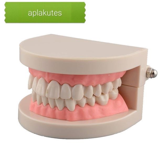Tooth Model Tooth Model Denture Toy Dentures - | Shopee Malaysia