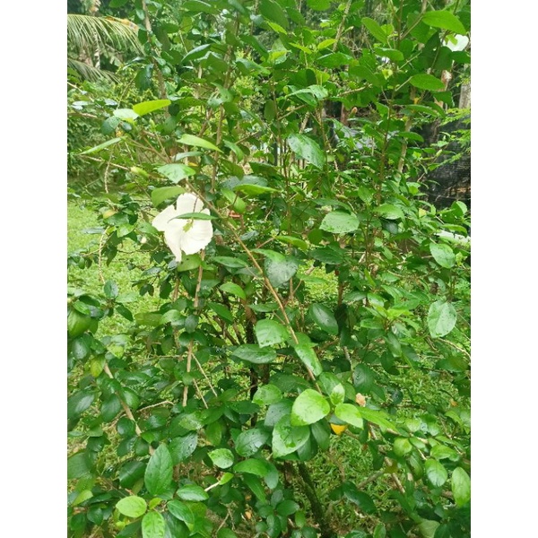 Pokok Bunga Raya Putih | Shopee Malaysia