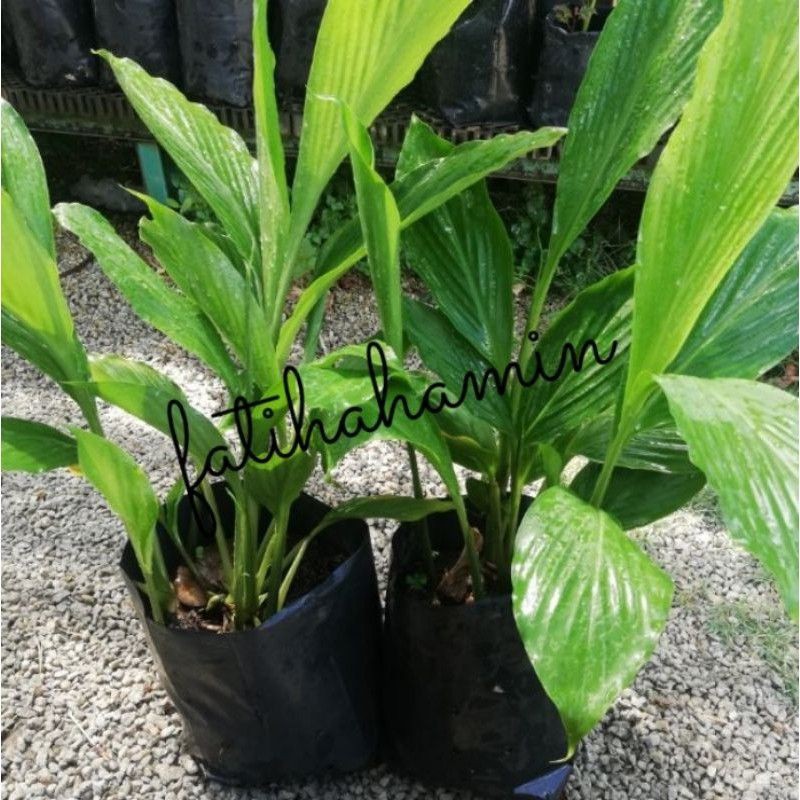 anak pokok kesing/pepijat (cemomok) | Shopee Malaysia