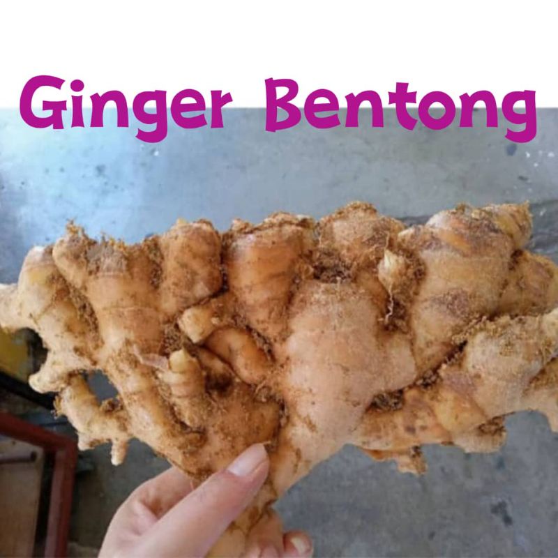 新鲜文冬姜 Bentong Ginger 1kg AAAA | Shopee Malaysia