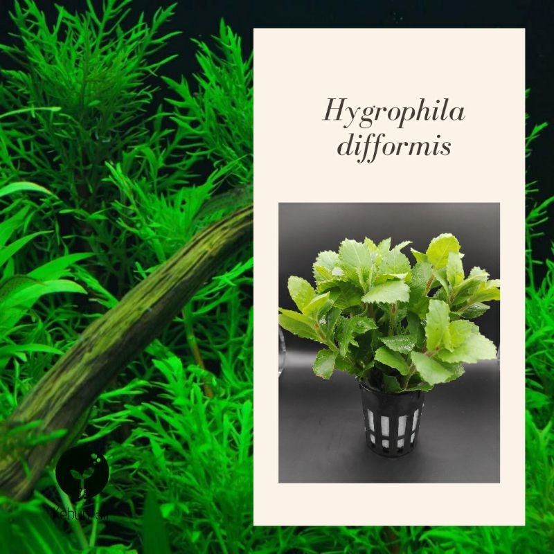 Hygrophila difformis 10btg (Aquatic plants) | Shopee Malaysia