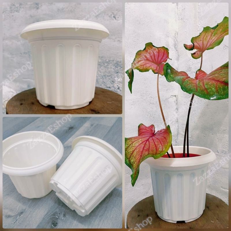 Pasu putih hijau bulat Indoor Outdoor Round Shapes Flower Pot | Shopee ...