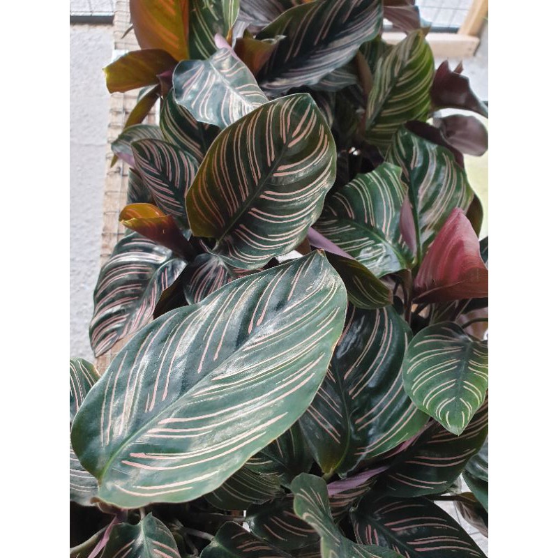 pokok calathea sanderiana | Shopee Malaysia