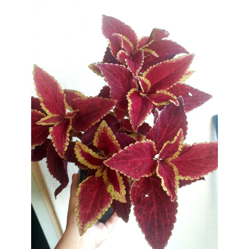 💥HOT SELLING💥 POKOK ATI ATI MERAH LINING RIMBUN | Shopee Malaysia