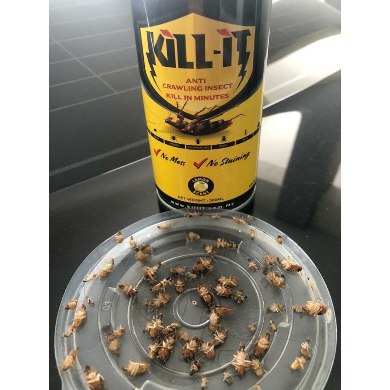 Spray Lipas Terbaik Kill it | Shopee Malaysia