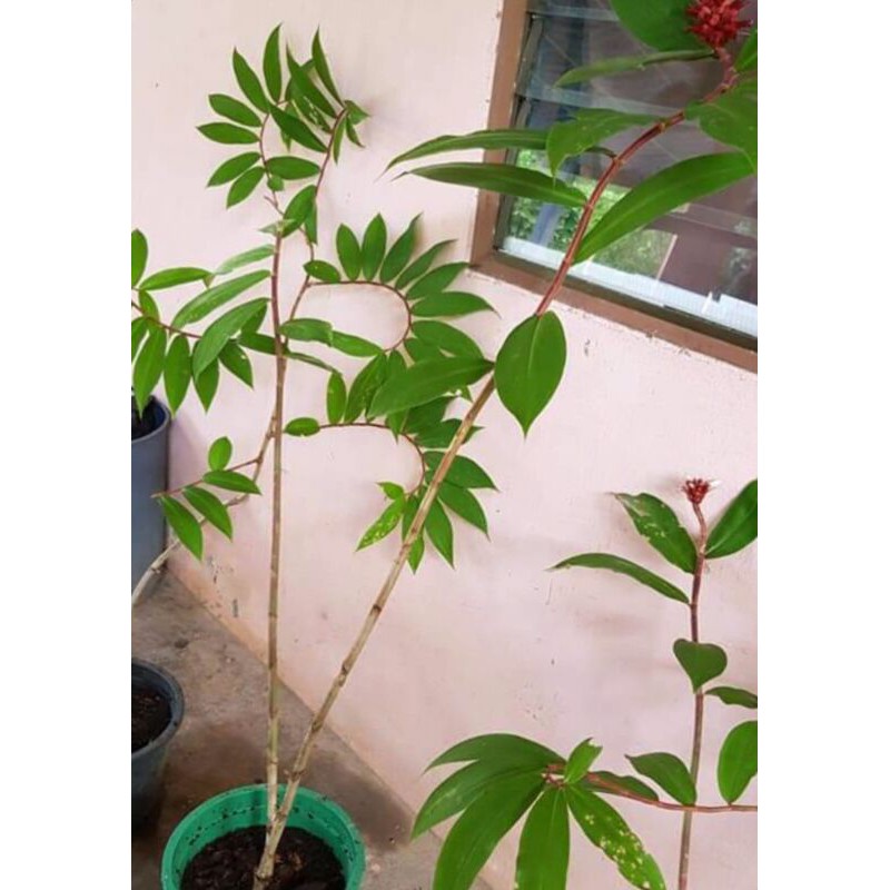Pokok Setawar Putih /Setawar Hutan | Shopee Malaysia