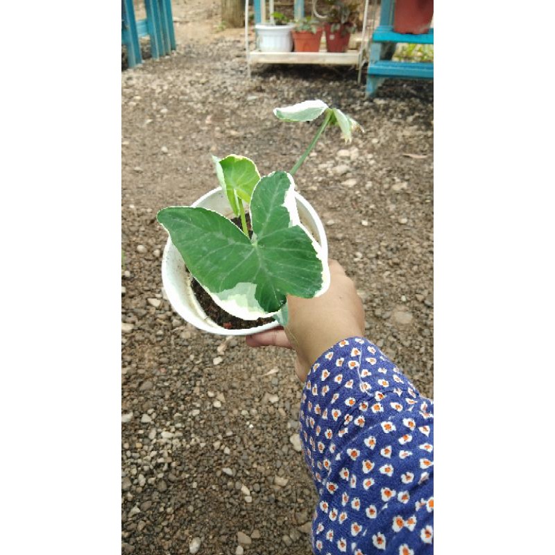 keladi mickey ( 2daun) | Shopee Malaysia