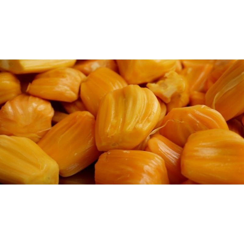 benih dan pokok buah nangka madu oren /jack fruit seed | Shopee Malaysia