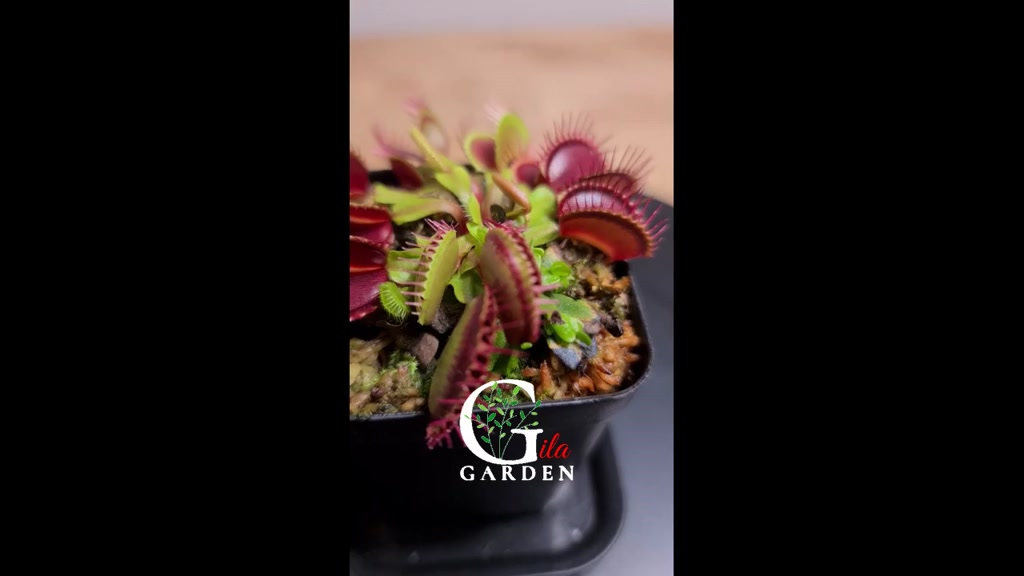 Venus Flytrap G16 捕蝇草 [Dionaea Muscipula][Carnivorous Plants][GILAGARDEN] | Shopee Malaysia