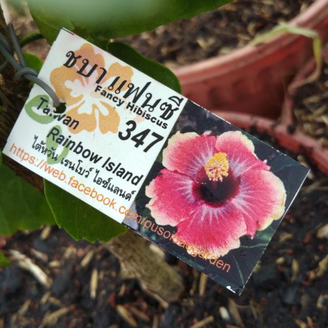 Pokok bunga raya taiwan ( kawin ) | Shopee Malaysia