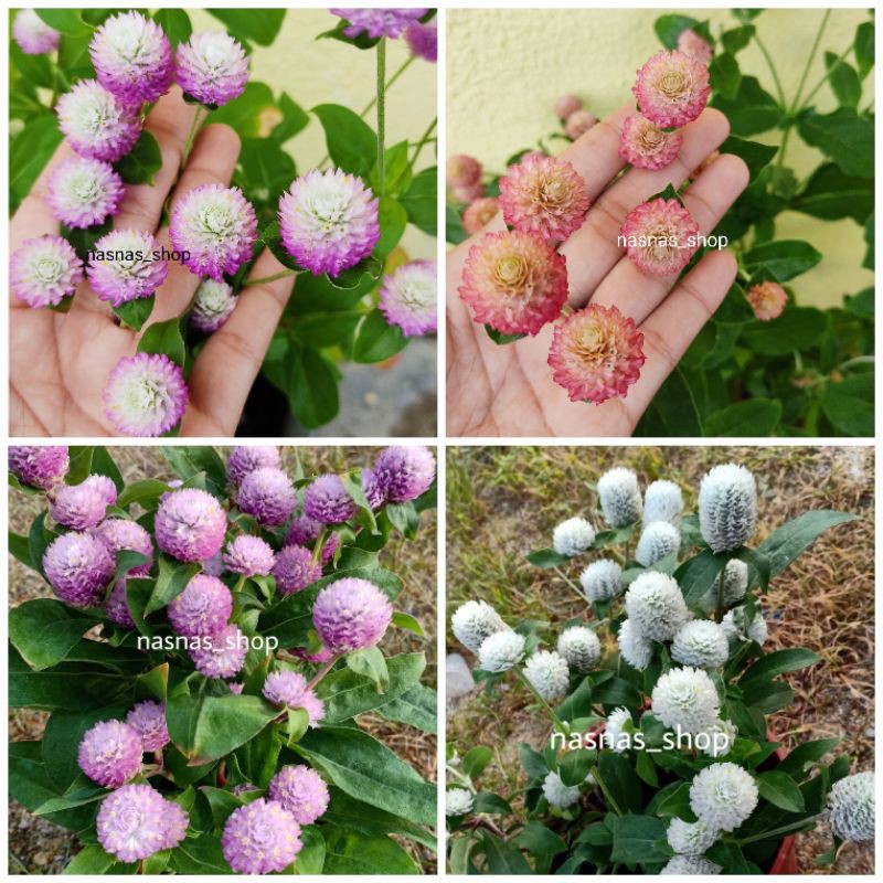 Benih Bunga Butang Putih Salmon Ungu Pink 50pcs White Bicolor Globe ...