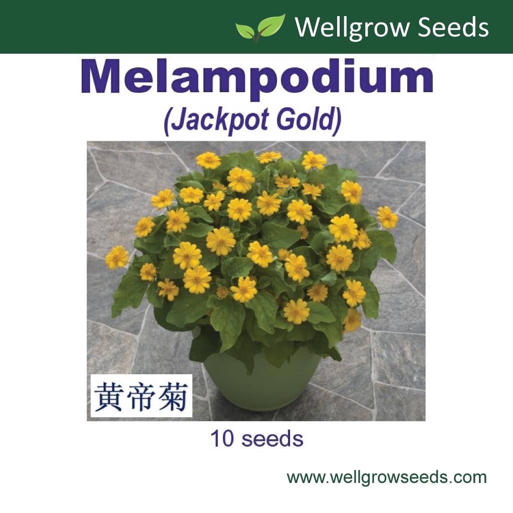Melampodium Jackpot Gold (10 seeds) 黄帝菊：大奖金系列 Butter Daisy Flower Seeds ...