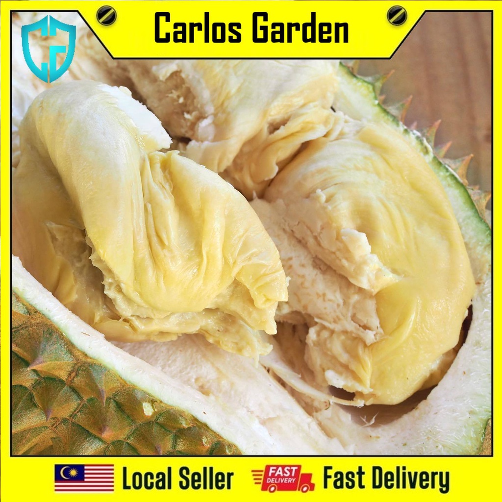 Anak Pokok Durian Chanee Kani D123 Pokok Cepat Berbuah Import Dari ...