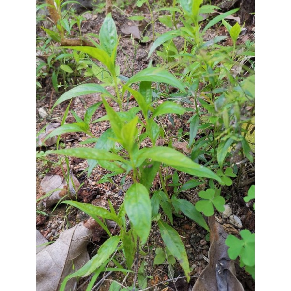 穿心莲/苦草/蛇草幼苗Snake Grass Seed/Benih Balalai Gajah | Shopee Malaysia