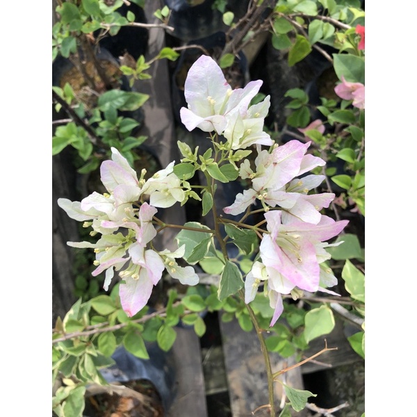 PBN - Bougainville bunga kertas - pokok bunga nursery cepat rajin ...
