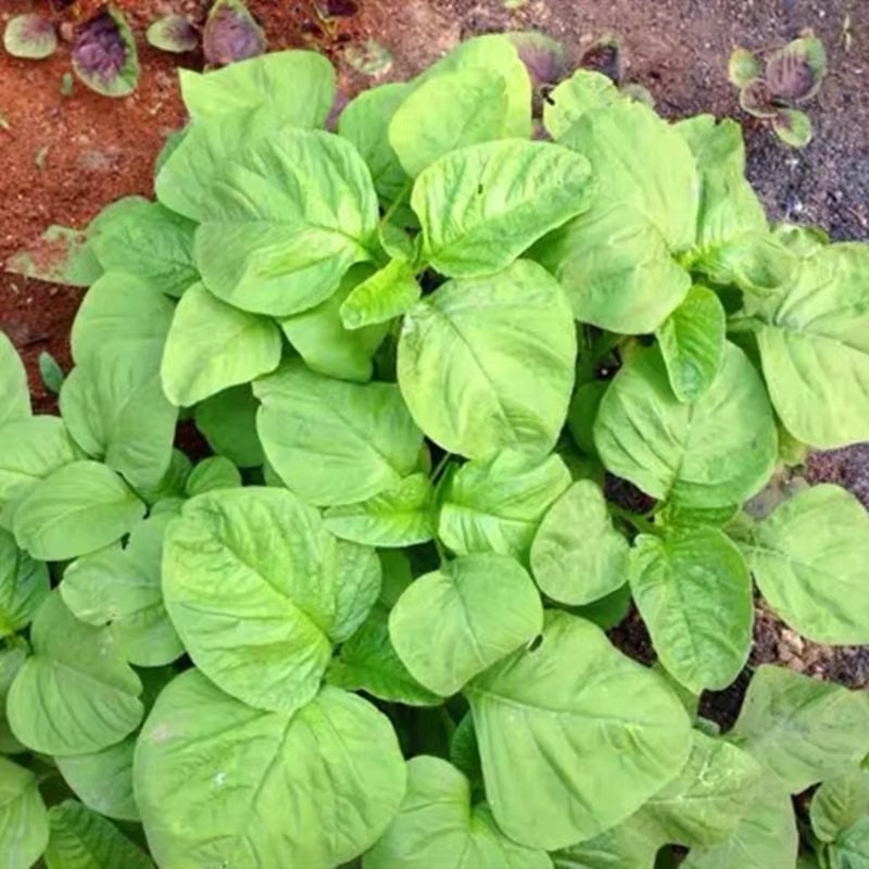 2000± Biji Benih Bayam Daun Bulat Hijau /Round Spinach 圆头苋菜 | Shopee ...