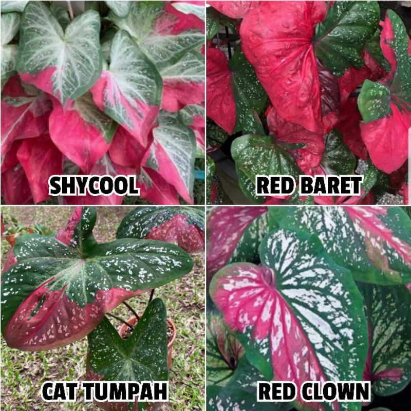 KELADI TOMPOK MERAH / CALADIUM RED SPOT VARIETIES | Shopee Malaysia