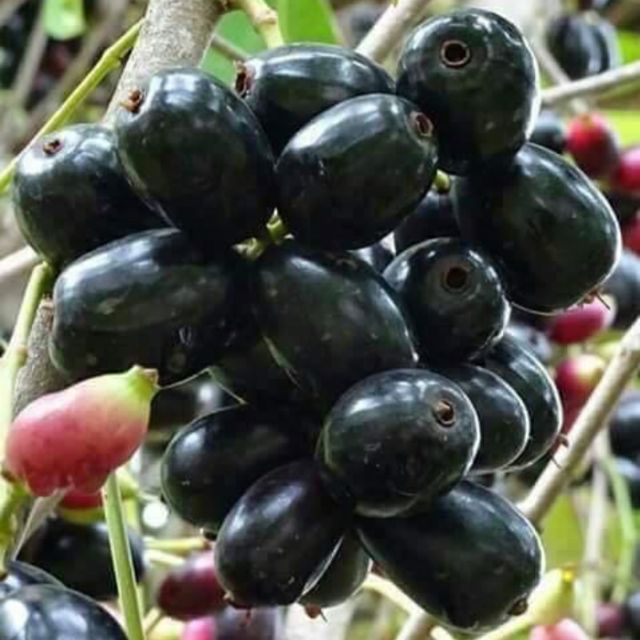POKOK JAMBU ARANG HYBRID | Shopee Malaysia