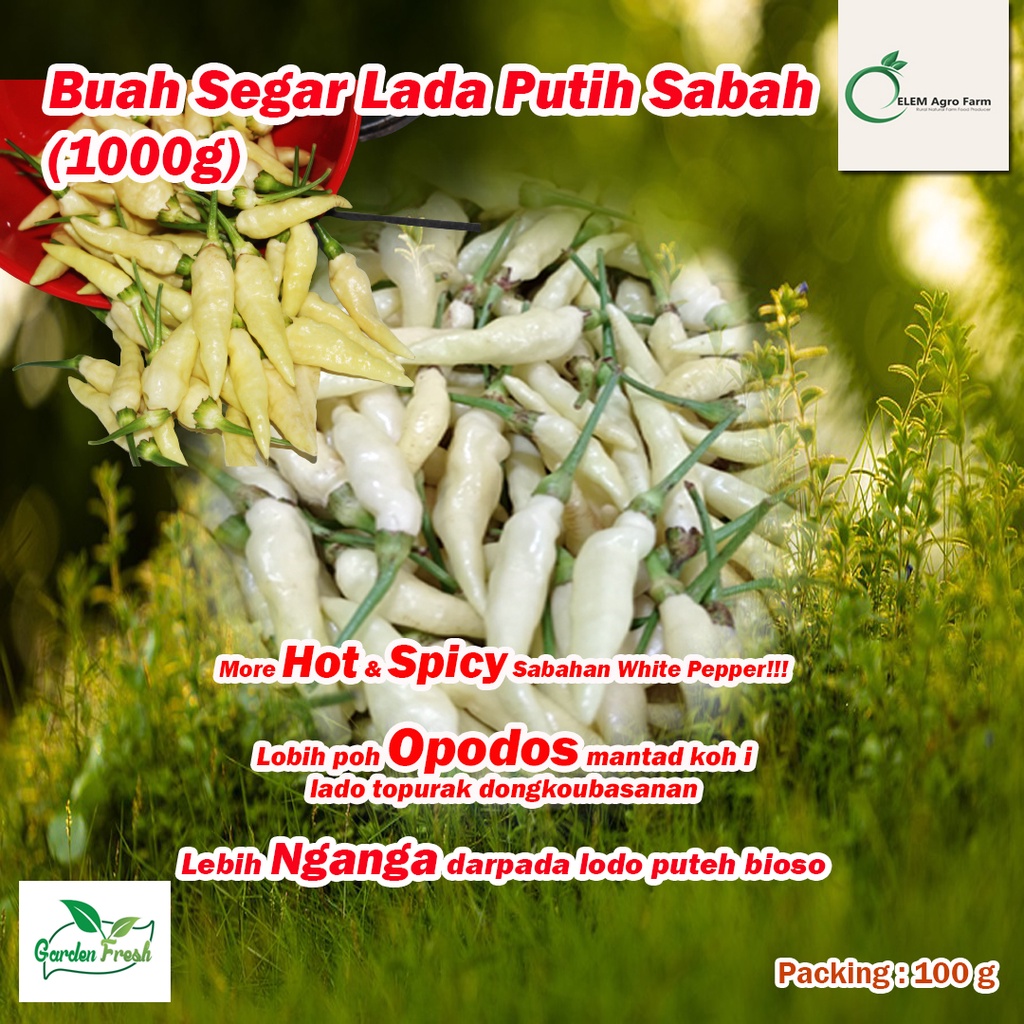 Tuaian Buah Segar Lada putih Sabah Sangat Pedas 1kg | Shopee Malaysia