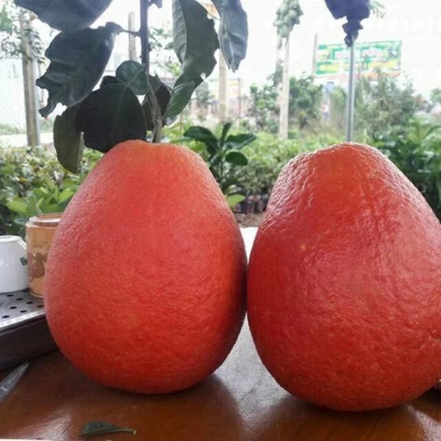 Anak Pokok Limau Bali/Pomelo Vietnam Isi Merah Kulit Merah | Shopee ...