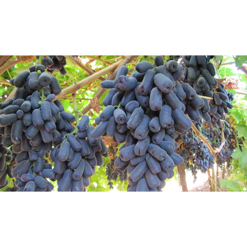 Anak Pokok Anggur Sweet Sapphire Seedless | Shopee Malaysia