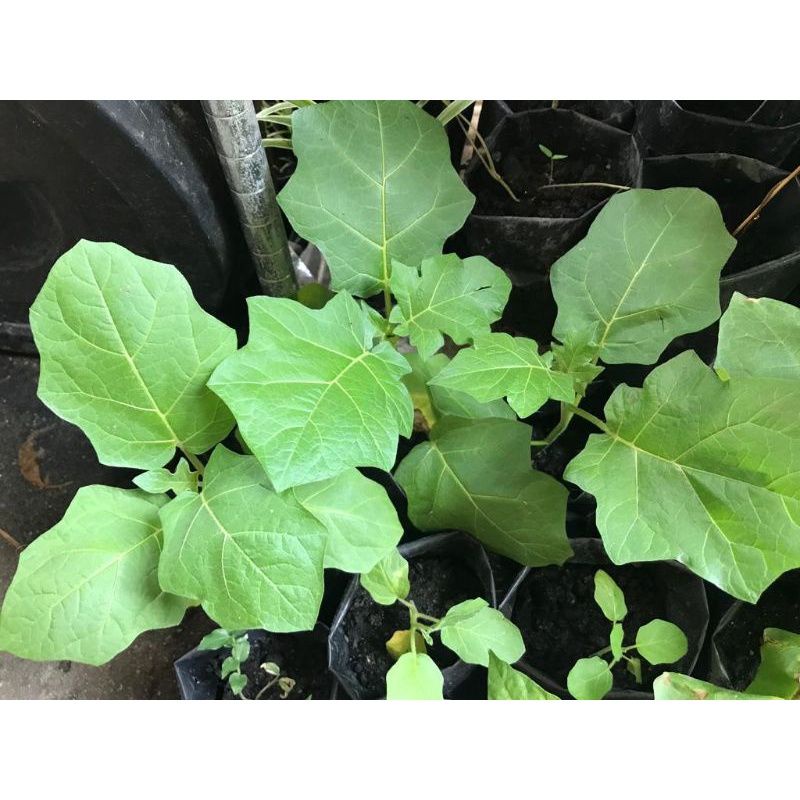 Anak pokok ulam terung pipit/ terung belanda | Shopee Malaysia