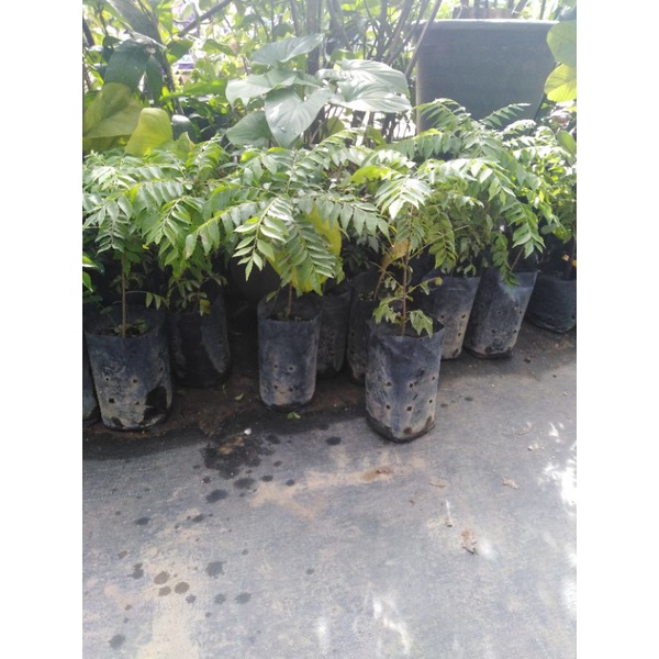 pokok kari/karry plant | Shopee Malaysia