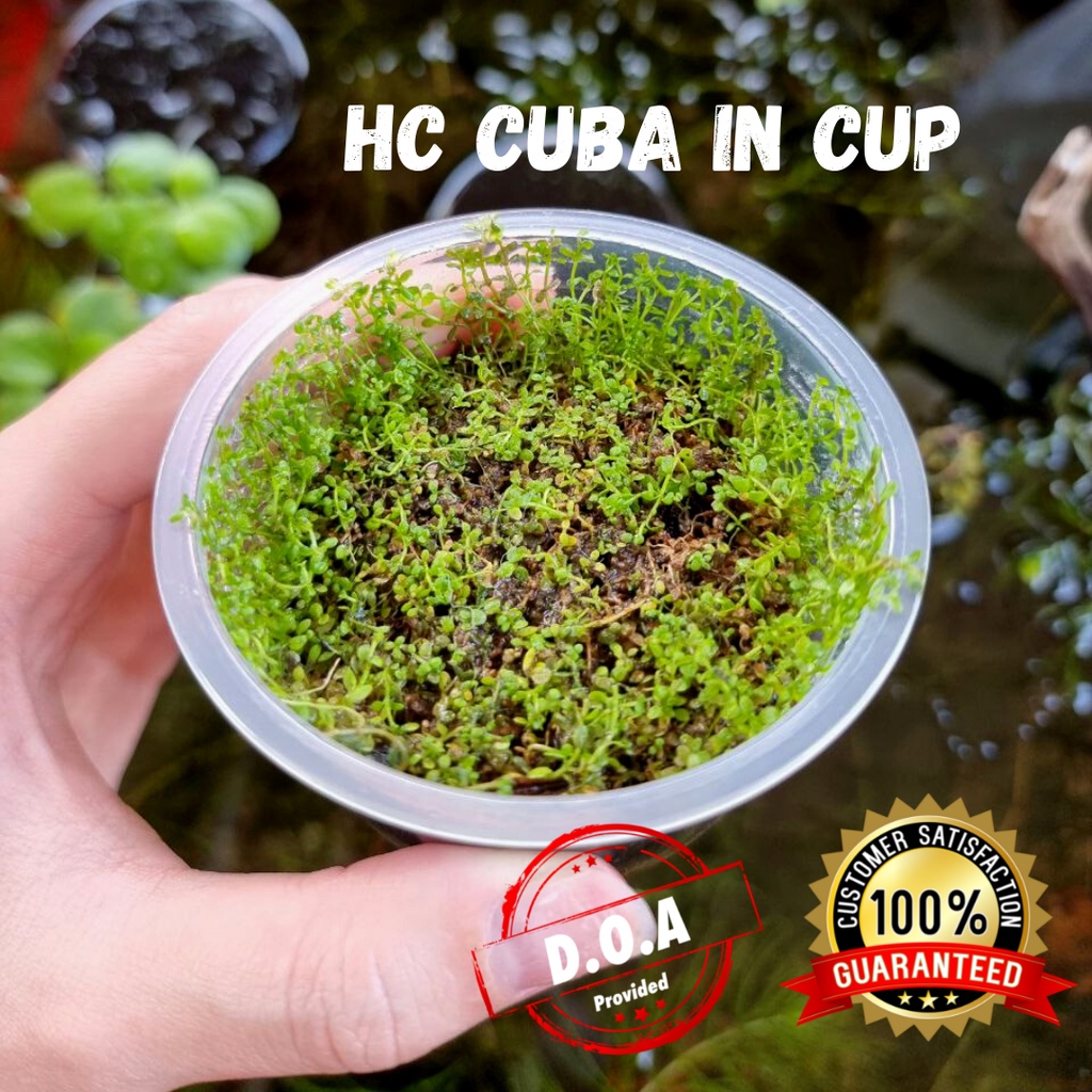 [Local Seller] HC 'Cuba' (Hemianthus Callitrichoides) in Cup (Aquascape ...