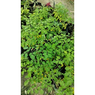 Anak pokok moringa / Pokok Kelor / Moringa (Moringa oleifera), buah ...