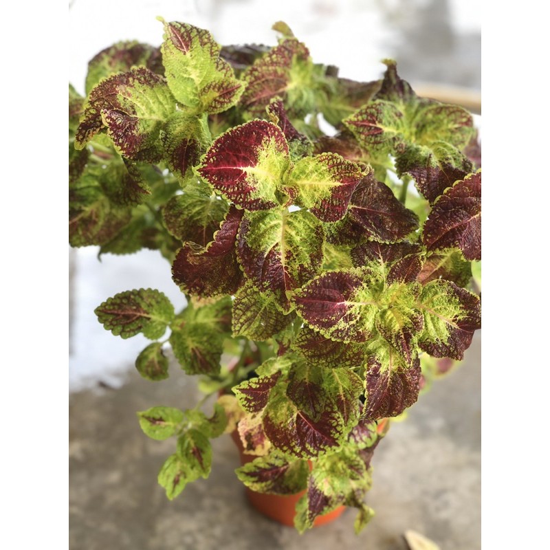 Bunga Ati-Ati (Coleus) | Shopee Malaysia