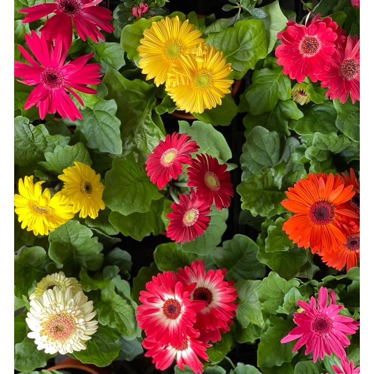 MC - Daisy Gerbera 非洲菊 | Live Plant | Shopee Malaysia
