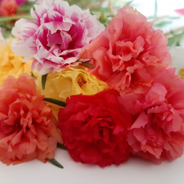Mix 4 warna Keratan bunga Rose jepun | Bunga pukul 10 | carnation ...