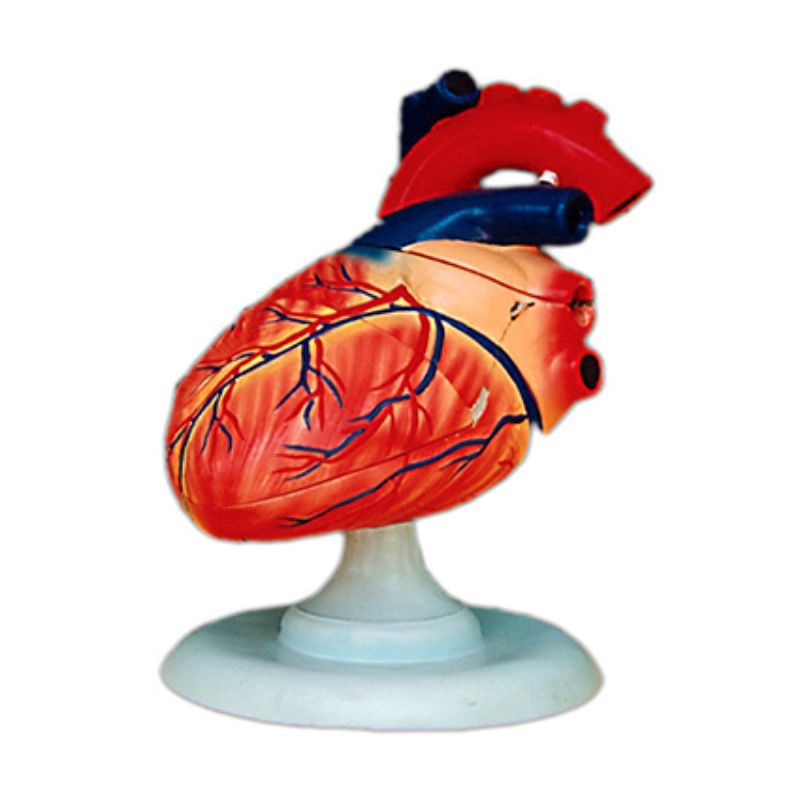 Heart Model [Ready Stock] Model Sains Biologi Science Labs Educational ...