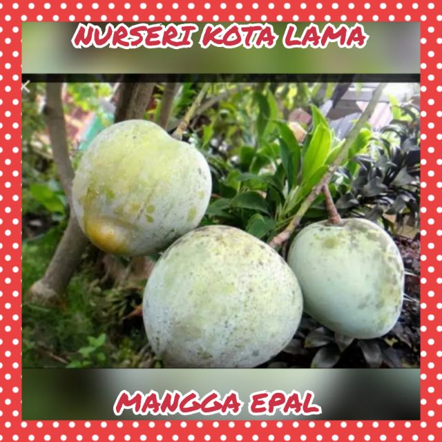🔥HYBRID🔥 POKOK MANGGA EPAL (MA194) / Apple Mango Tree / Mangifera ...