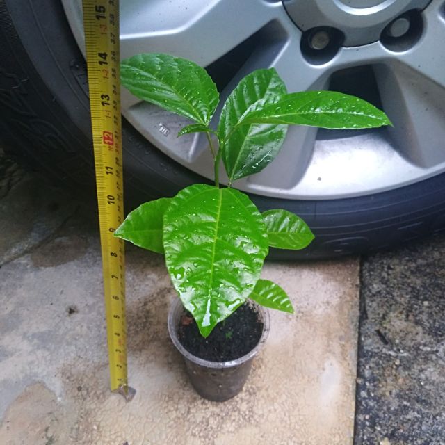 Yellow golden Passion flower Fruit Tree 黄金百香果树苗 Anak Pokok Markisa Emas ...